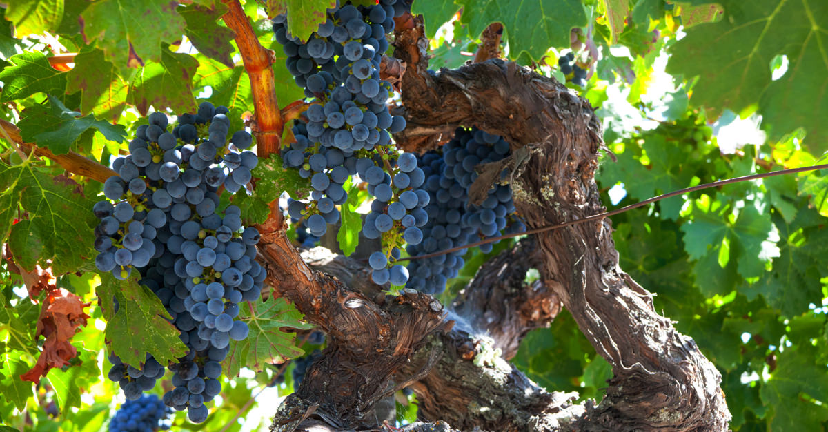 The Joys of Zinfandel - Betty's Wine Musings
