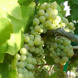 Do You Know the Way to Viognier? - Betty's Wine Musings