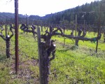 Microclimate Study - Part 2 - Betty's Wine Musings